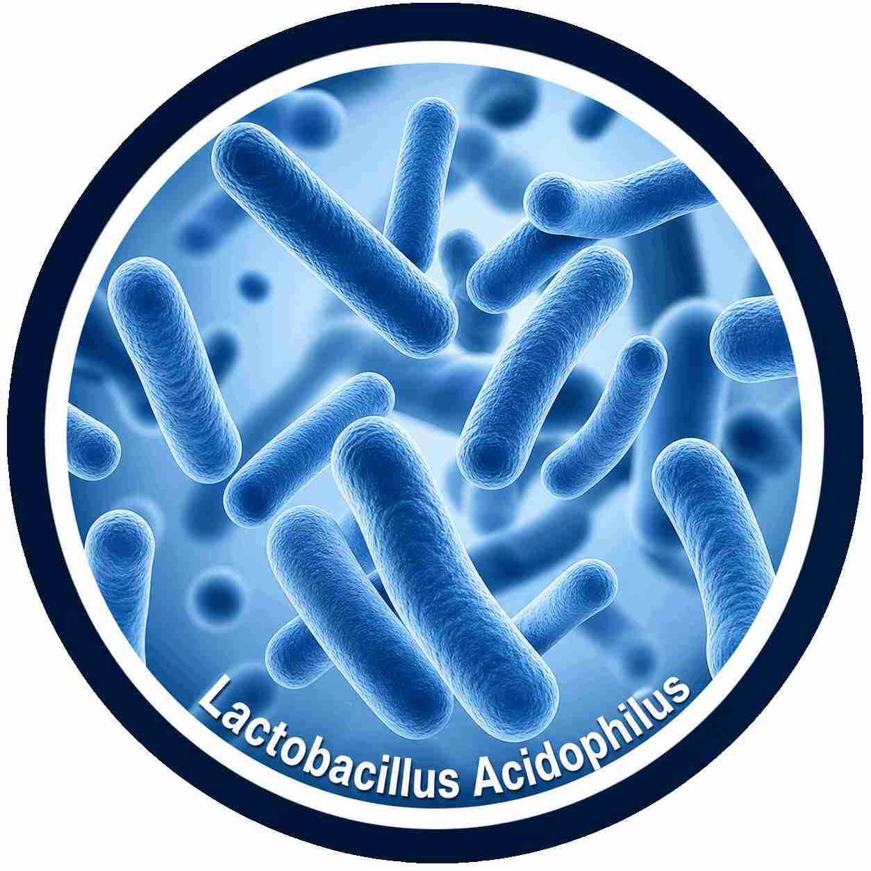 PrimeBiome™ Official Store | Natural Gut & Immune Support
